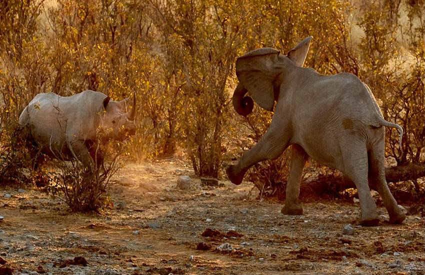 Angry Rhino fight with huge elephants in the namib etosha national park - Jansatta