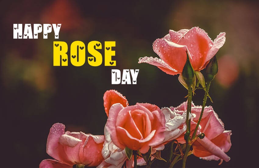 Happy Rose Day 2019 Wishes Images, Quotes: खूबसूरत शायरी, कोट्स, मैसेज ...
