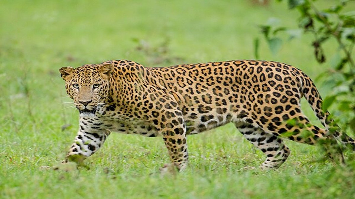 Report Number of leopards increased in country Now number reached to ...