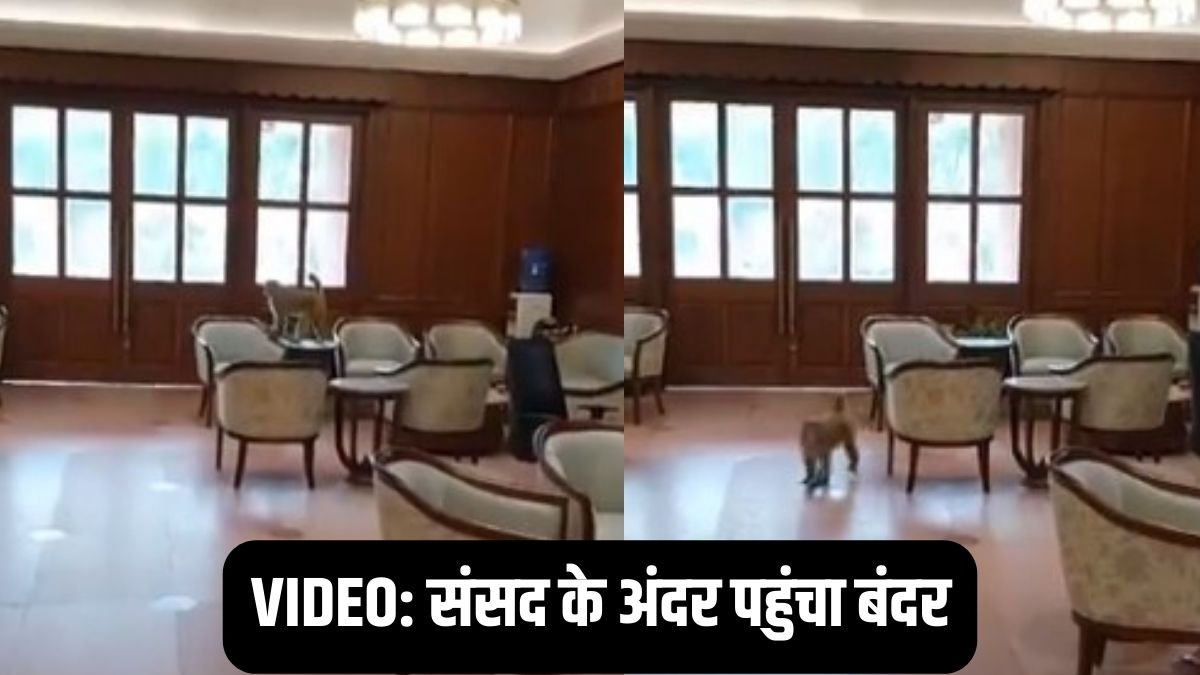 monkey was spotted roaming Lok Sabha chamber MP lobby VIDEO VIRAL ...