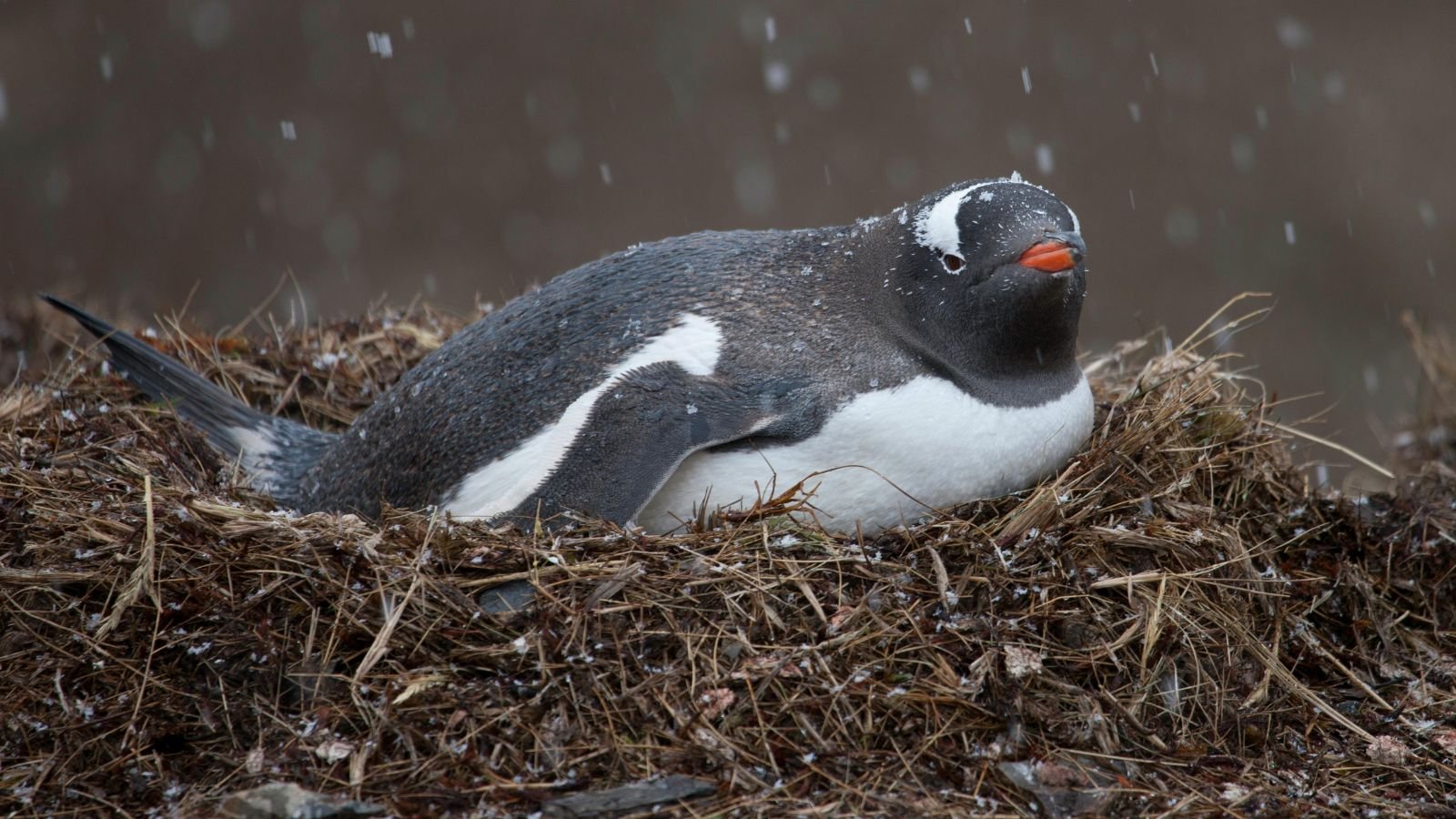 Did you know that penguins poop every 20 minutes? - ये जानवर हर 20 मिनट ...