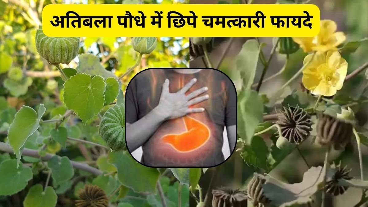 सेहत लिए अमृत है ये पौधा, जहां भी दिखे तुरंत काट लें इसके पत्ते, पेट ...