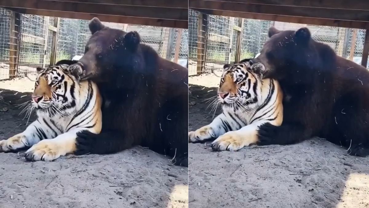 bear cuddling tiger with great love users stunned to see love between ...