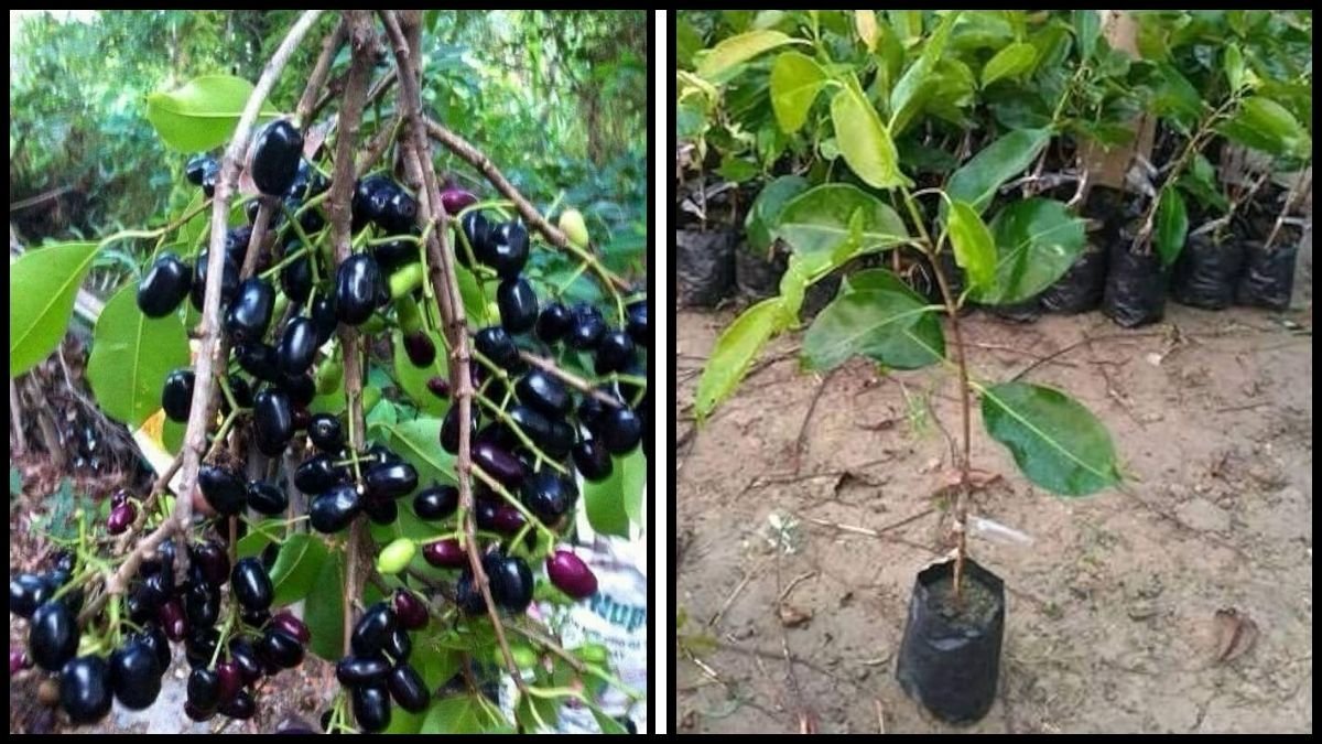 How to grow jamun tree at home in pot in hindi- गमले में कैसे लगाएं ...