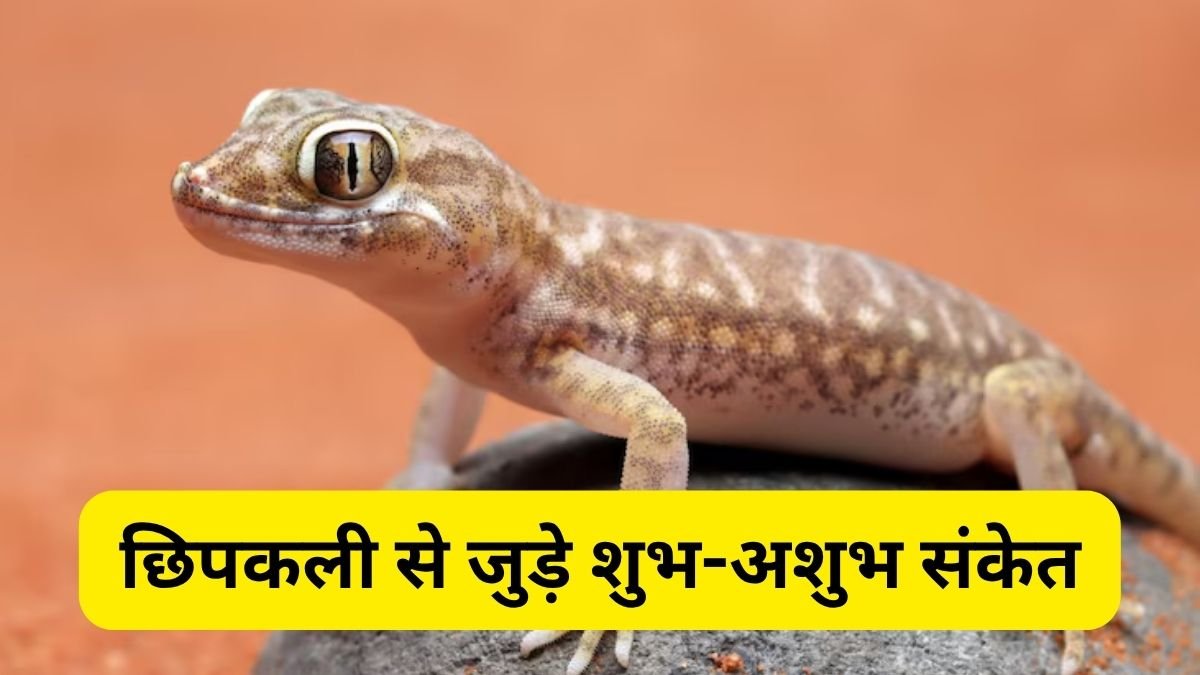 अगर शरीर के इस खास हिस्से पर छिपकली गिरे, तो खुल सकते हैं किस्मत के दरवाजे, रातों-रात बन सकते ...