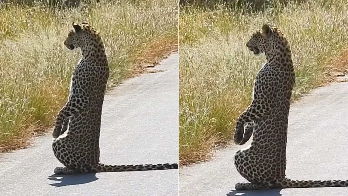 Leopard stands upright like a human in Kruger National Park Shocking ...