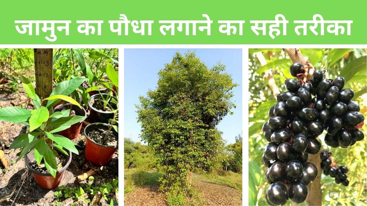जाने कैसे लगाएं जामुन का पेड़ और 6 से 8 साल में मिलेंगे फल | Learn How ...