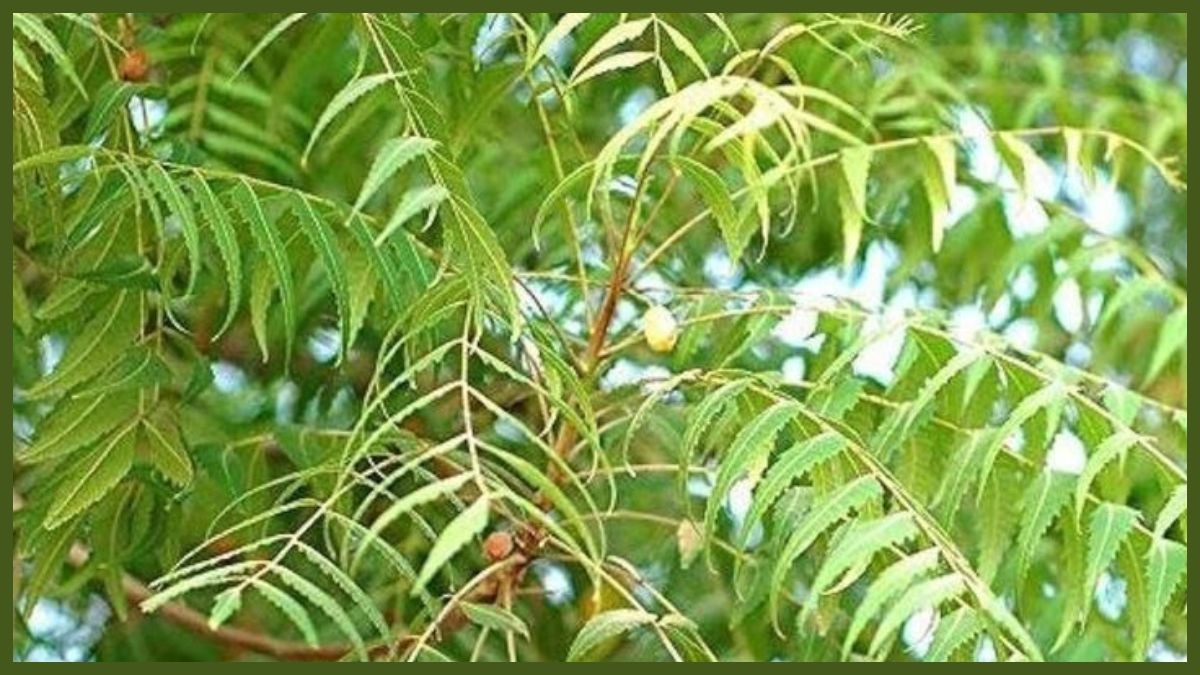 चेहरे पर निखार लाने के लिए लगाएं नीम फेस पैक, यहां जान लें इसके फायदे ...