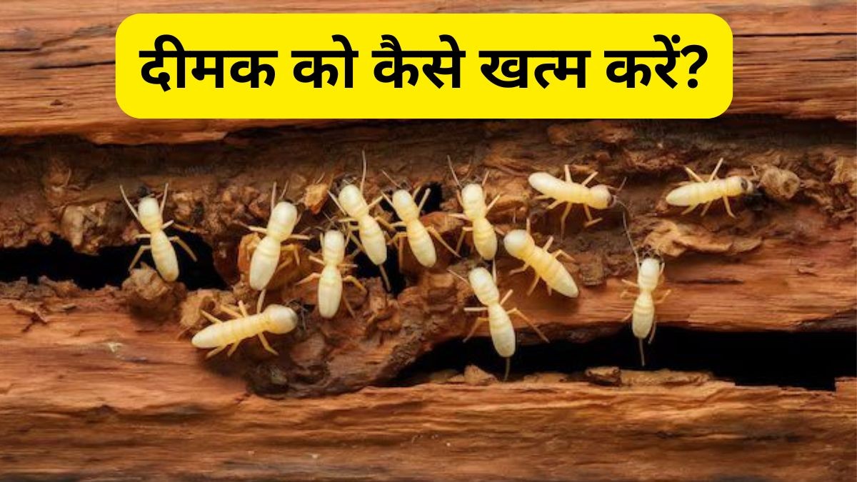 लकड़ी के फर्नीचर में दीमक लगने से रोकने के लिए अपनाएं ये घरेलू नुस्खे ...