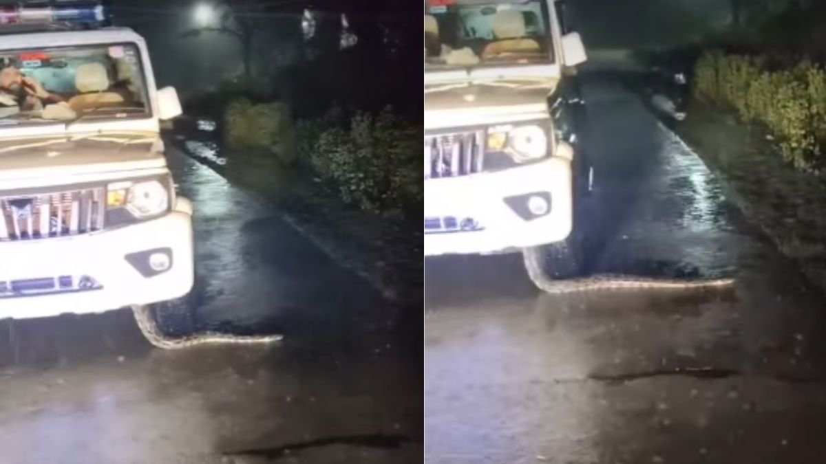 Giant Python Enters Police Jeep During Night Patrol Viral Video Shocks Internet - नाइट ...