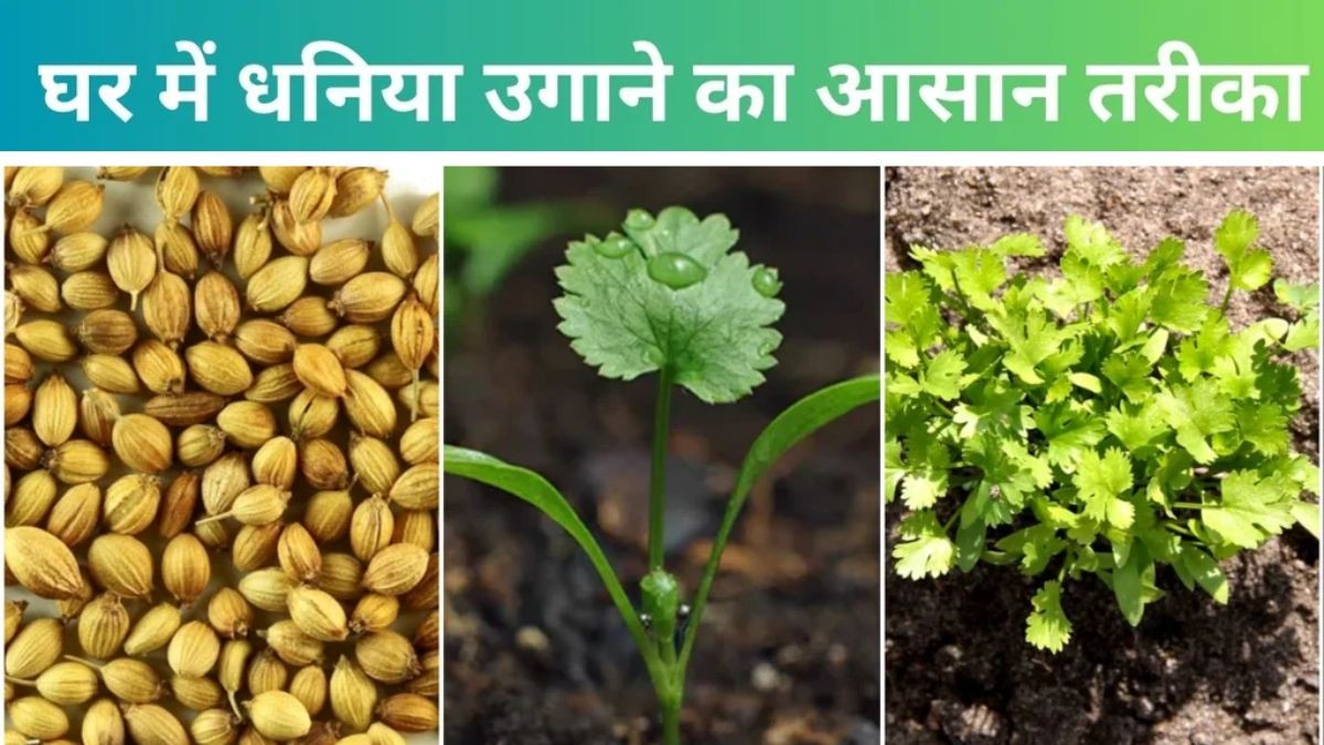 हफ्तेभर में फ्रेश धनिया घर में कैसे उगाएं? गमले में Dhaniya के बीज बोते समय इन बातों का रखें ...