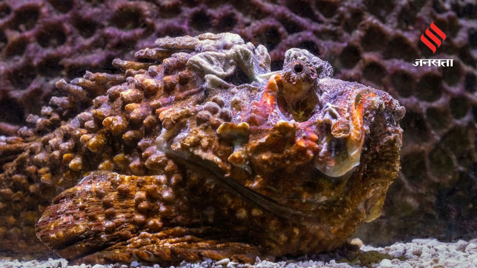 Stonefish: The World’s Most Dangerous Fish That Can Kill You with a ...