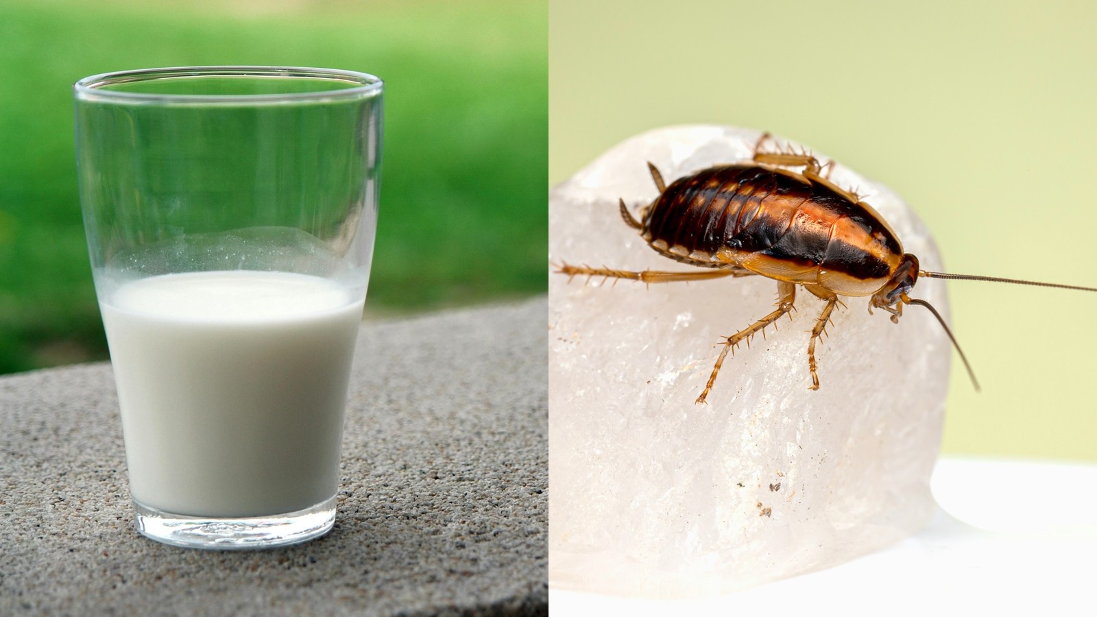 Scientists Claim Cockroach Milk Packs More Nutrition Than Regular Milk ...