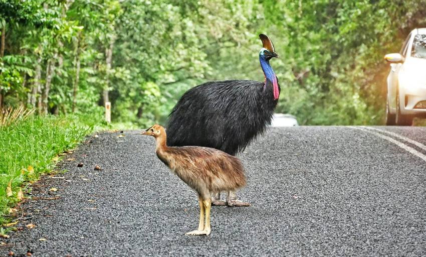 Cassowary Bird Unknown Facts Stunning in Looks but Extremely Dangerous ...