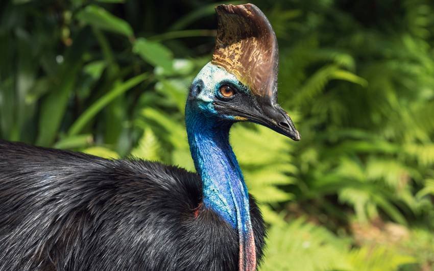 Cassowary Bird Unknown Facts Stunning in Looks but Extremely Dangerous ...