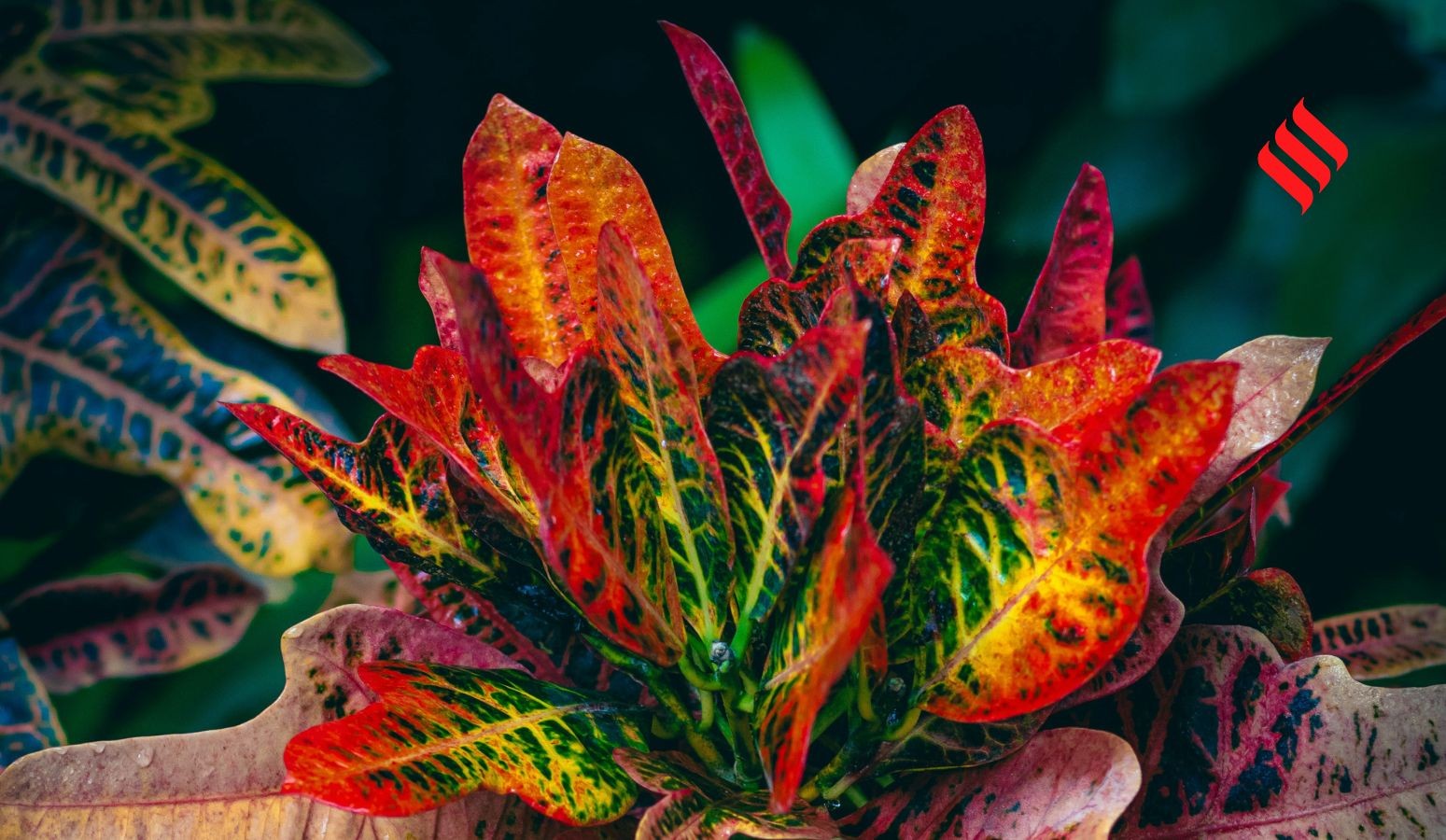 Incredible Plants That Change Color with seasons or sunlight. रंग बदलने ...