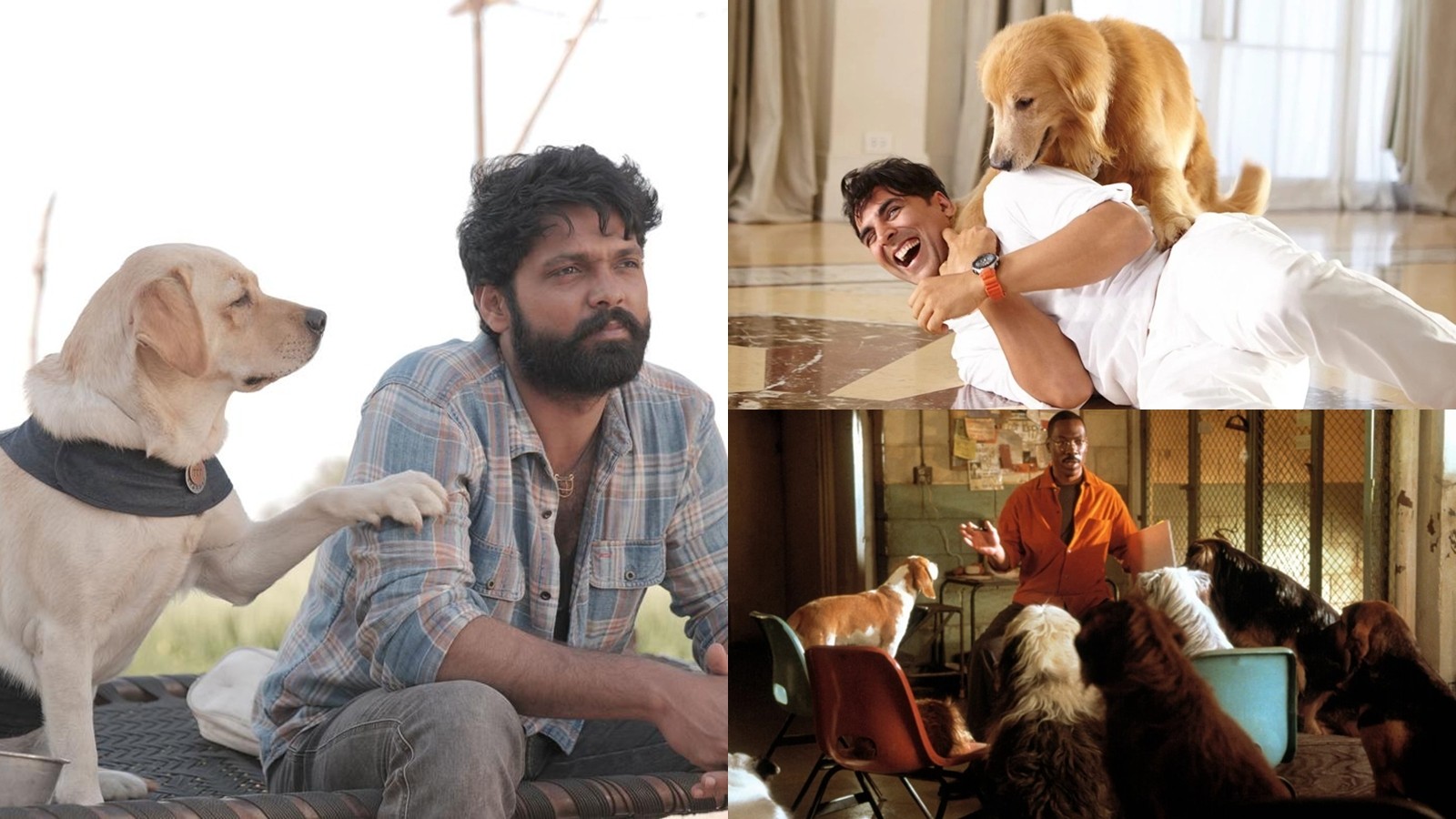 Heartwarming Animal Films That Will Make You Laugh and Cry - ये एनिमल ...