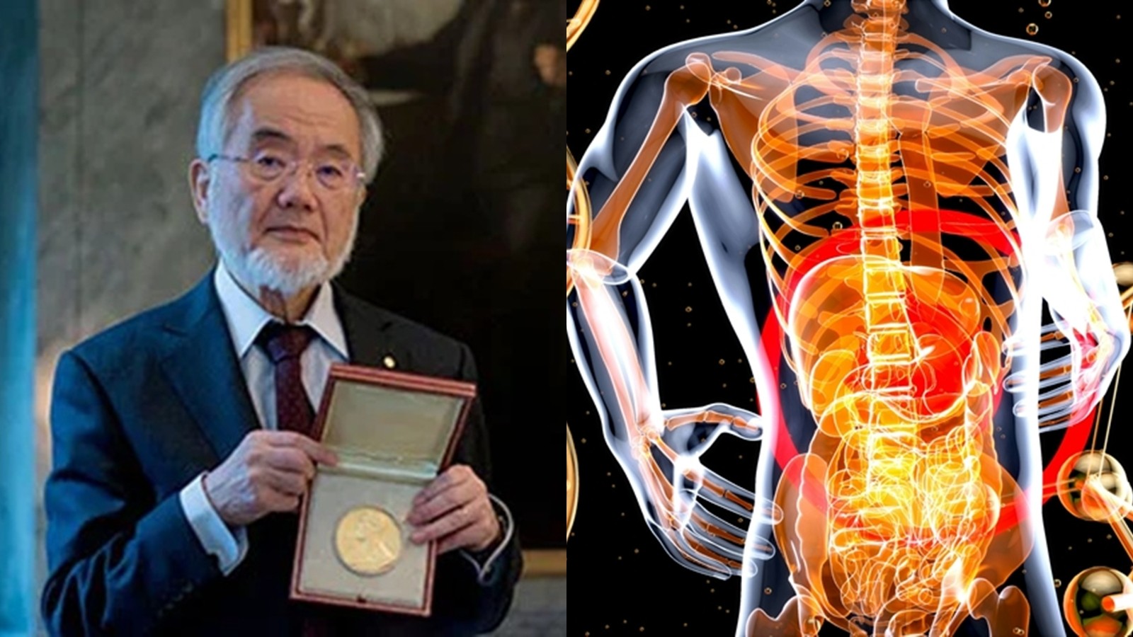 Nobel Laureate Yoshinori Ohsumi’s Research Explains How the Body ...