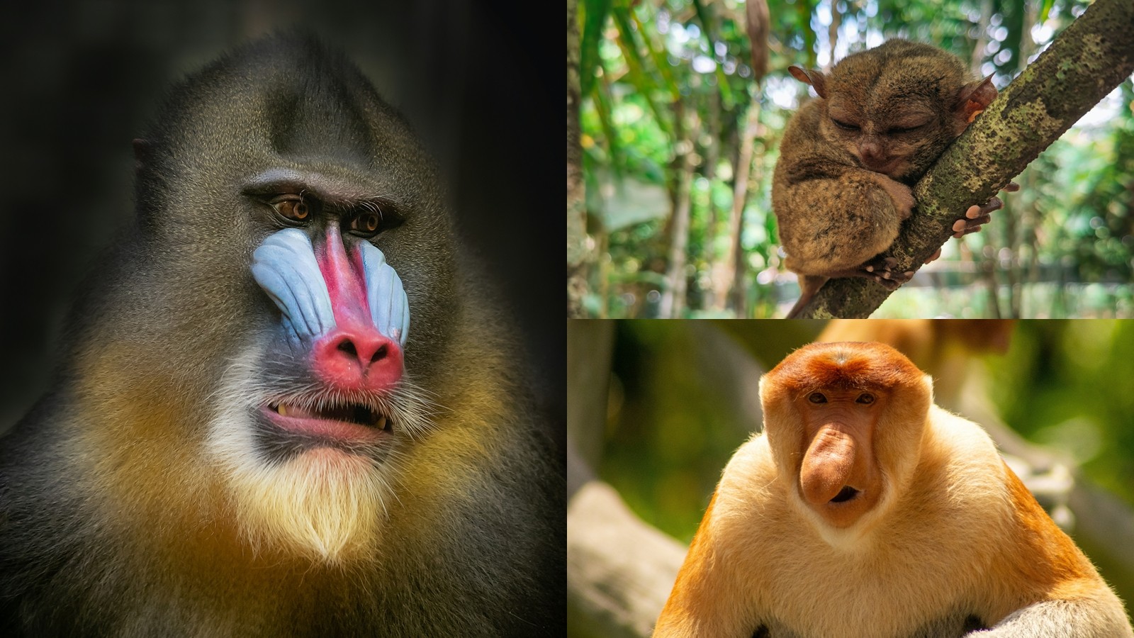 These Animals Have the Strangest Faces Ever Seen in Nature - प्रकृति का ...
