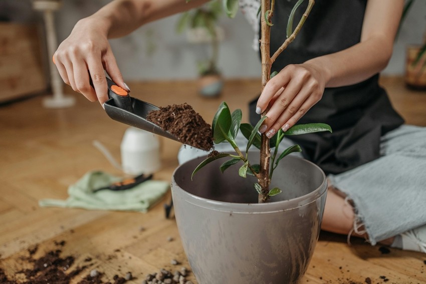 इंडोर प्लांट्स को कब और कैसे दें पानी? जड़ों को सड़ने से बचाना है तो ...
